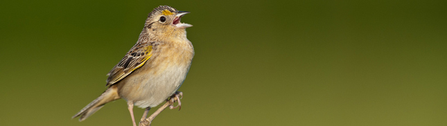 Checklist of Wisconsin Birds - Wisconsin Society for Ornithology