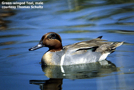 Wisconsin Breeding Bird Atlas, Species Images
