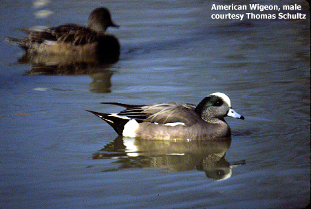 Wisconsin Breeding Bird Atlas, Species Images