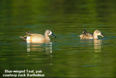 Wisconsin Breeding Bird Atlas, Species Images