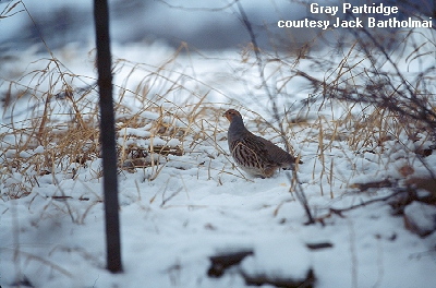 Wisconsin Breeding Bird Atlas, Species Images