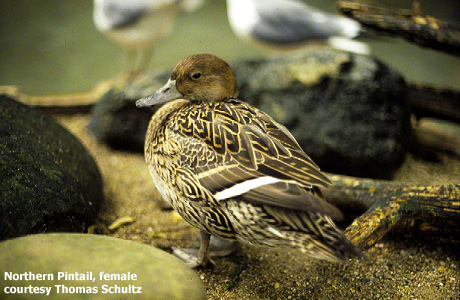 Wisconsin Breeding Bird Atlas, Species Images