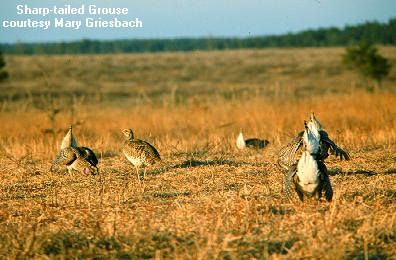 Wisconsin Breeding Bird Atlas, Species Images